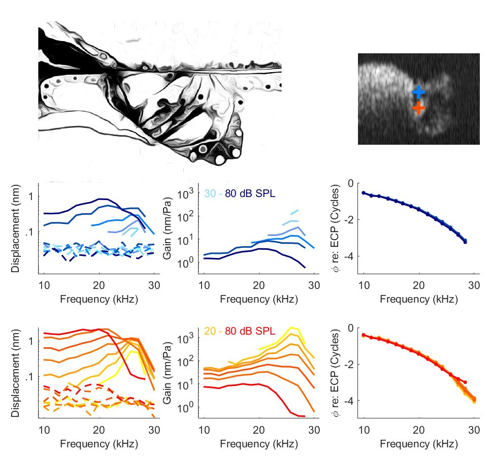 Optical Coherence Tomography | Fowler Memorial Lab